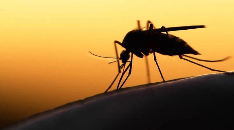 ΙΟΣ ΤΟΥ ΔΥΤΙΚΟΥ ΝΕΙΛΟΥ: ΠΡΩΤΟ ΚΡΟΥΣΜΑ ΓΙΑ ΦΕΤΟΣ ΣΤΗΝ ΕΛΛΑΔΑ - ΠΟΥ ...