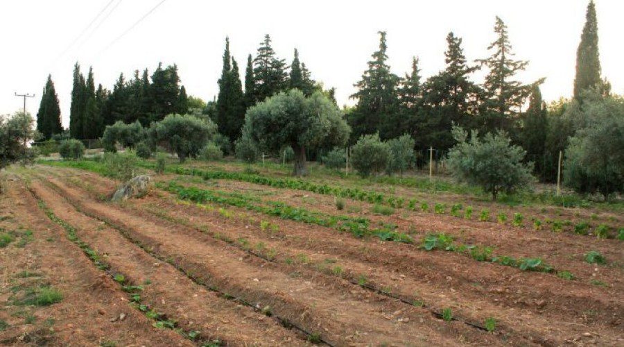 ΣΠΑΡΤΗ: ΓΥΝΑΙΚΑ ΜΑΧΑΙΡΩΣΕ ΚΑΤΩ ΑΠΟ ΤΗΝ ΚΑΡΔΙΑ ΤΟΝ ΣΥΝΤΡΟΦΟ ΤΗΣ ΚΑΤΑ ΤΗ ...